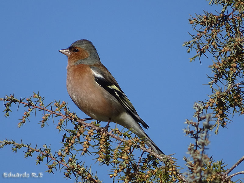 El principio de todo. Pinzón vulgar (Fringilla coelebs). Gudalix de la ...