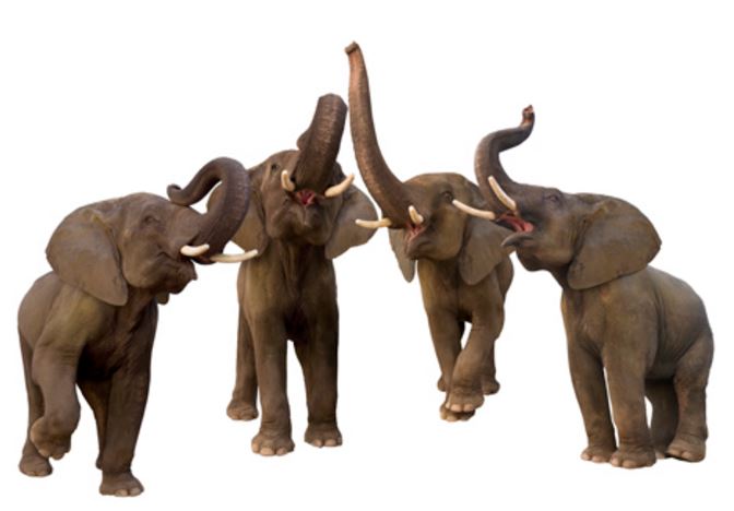 Parables of a Parkinson's Patient : Singing Elephants (With A Cobra ...