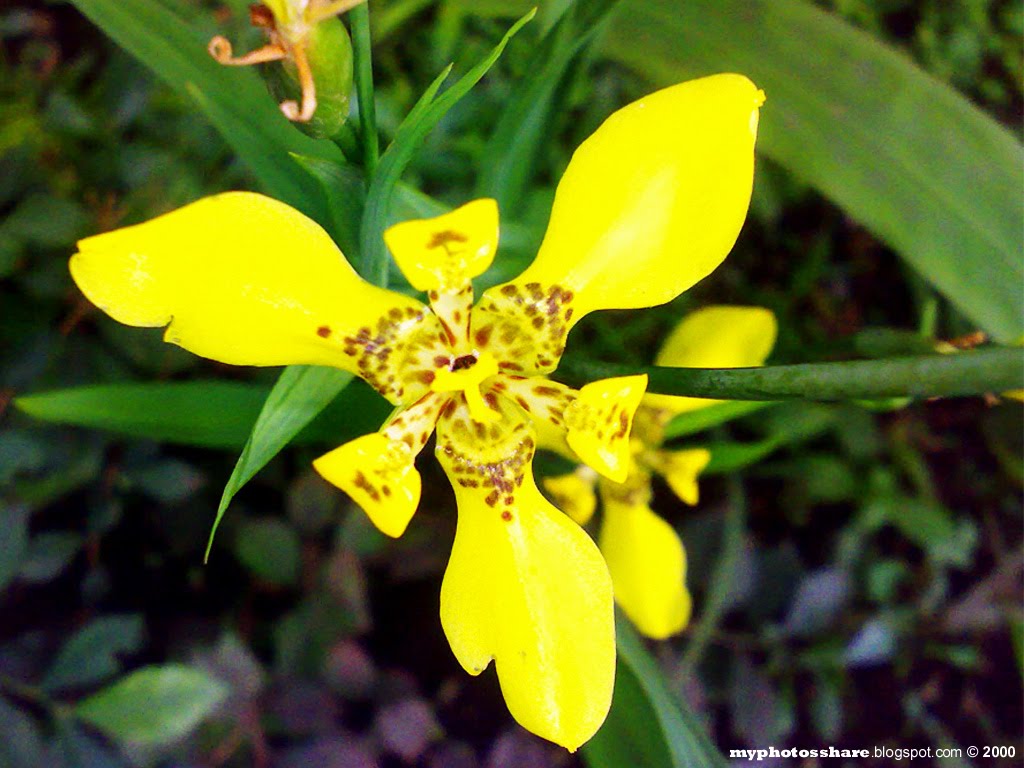 BREAKING NEWS: TIPS MENANAM & MERAWAT BUNGA ANGGREK