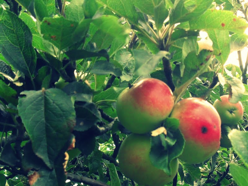 T h e R o s e b a n k D i a r i e s: fickle fruit trees . four ...
