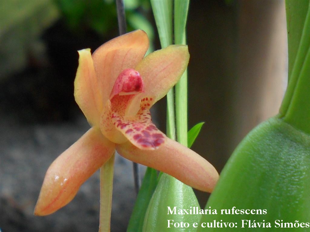 Orquidário da Flávia: Maxillaria rufescens