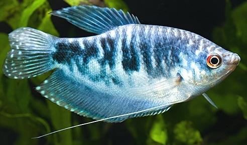 Considering getting new fish... What would you stock in this? : PlantedTank