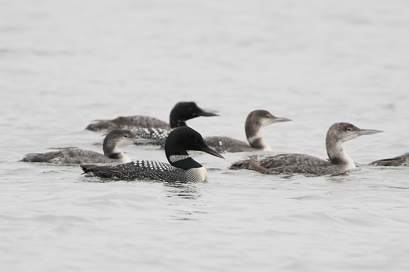 Beak of the Week - Common Loon
