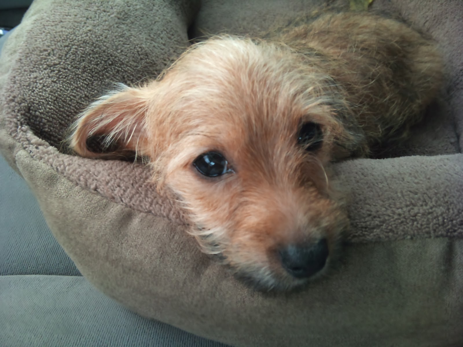 Puppy Journey: Elvis the Mauxie