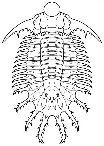 Trilobite Tattoo Coloring Pages