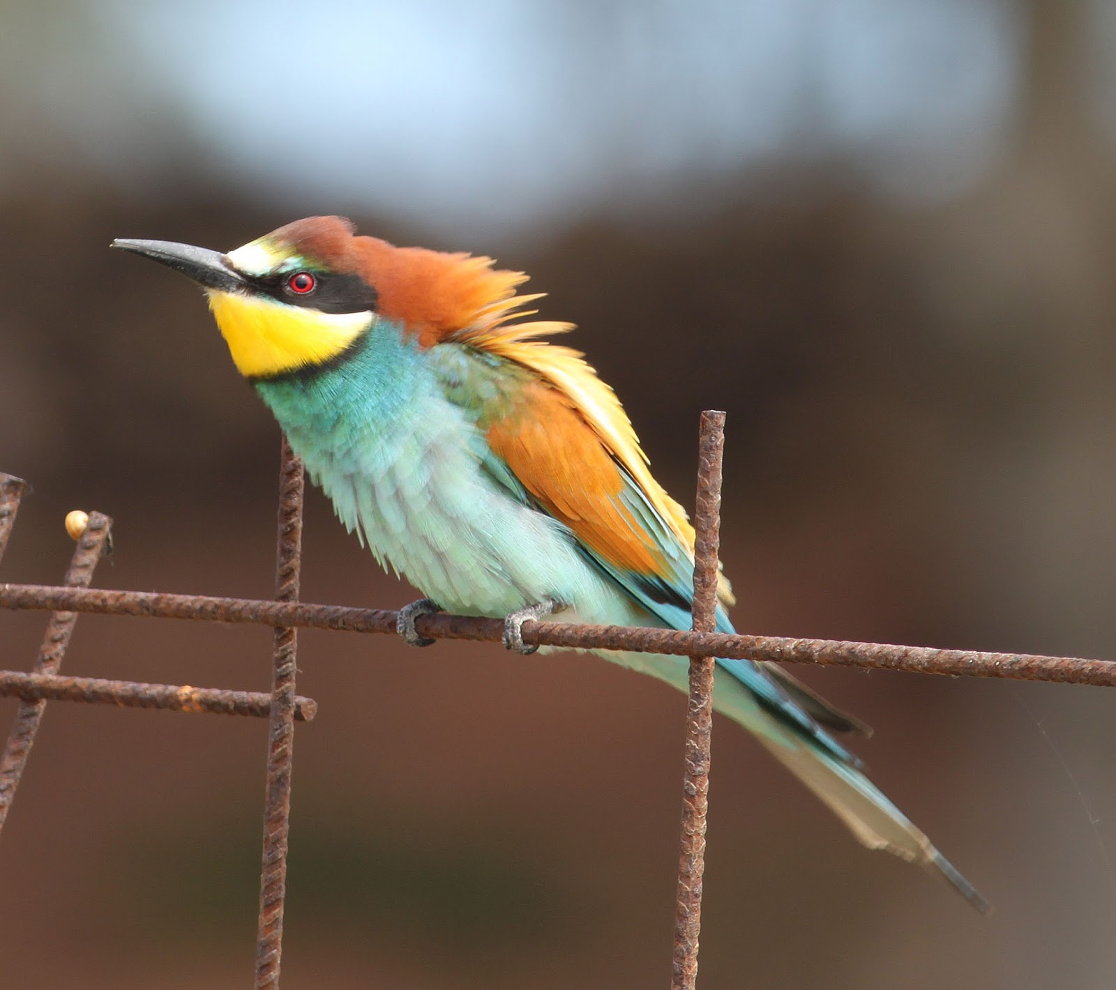 Another Bird Blog: Why Menorca?