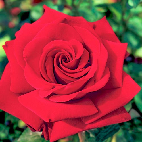 TRANDAFIR ROZĂ ce reprezinta ce semnifica ce simbolizeaza ...