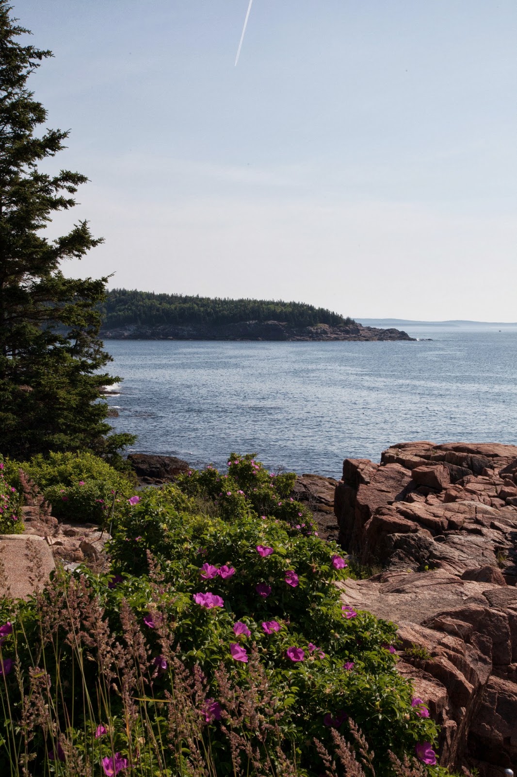 Acadia National Park | Bear Count