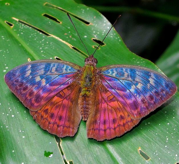 A Sunset's Gleam Captured Perfectly In a Butterfly's Sheen | Featured ...
