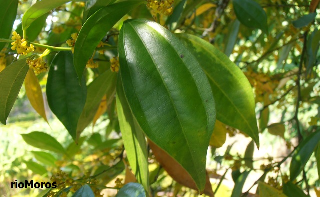 CÓCULO: Cocculus laurifolius | Plantas rioMoros