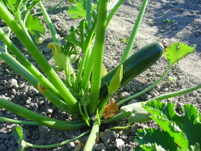 Seed Revolution Now!: Dark Star Zucchini