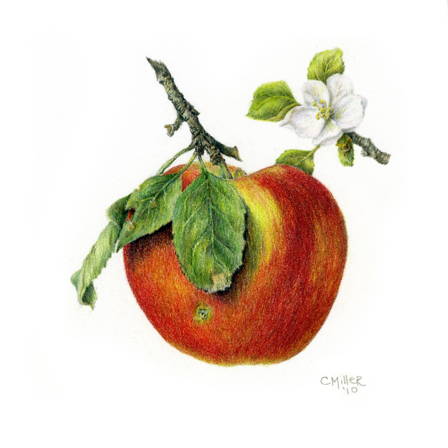 Cheryl Miller Studio: Botanical Art