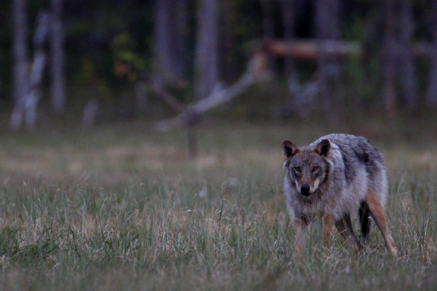 BirdsDK: Billeder af vilde skandinaviske ulve fra Finland