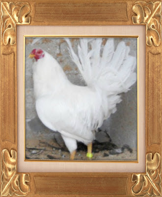 VER GALERIA DE FOTOS DE GALLOS DE PELEA DEL MUNDO: LOS CLARET