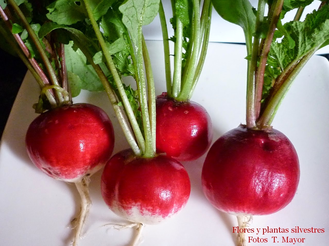 Flores y plantas silvestres: " Raphanus sativus ". Rábano, Rabanillo ...