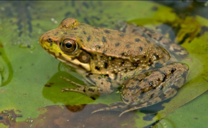 RANE e ROSPI (Anuri) (%)