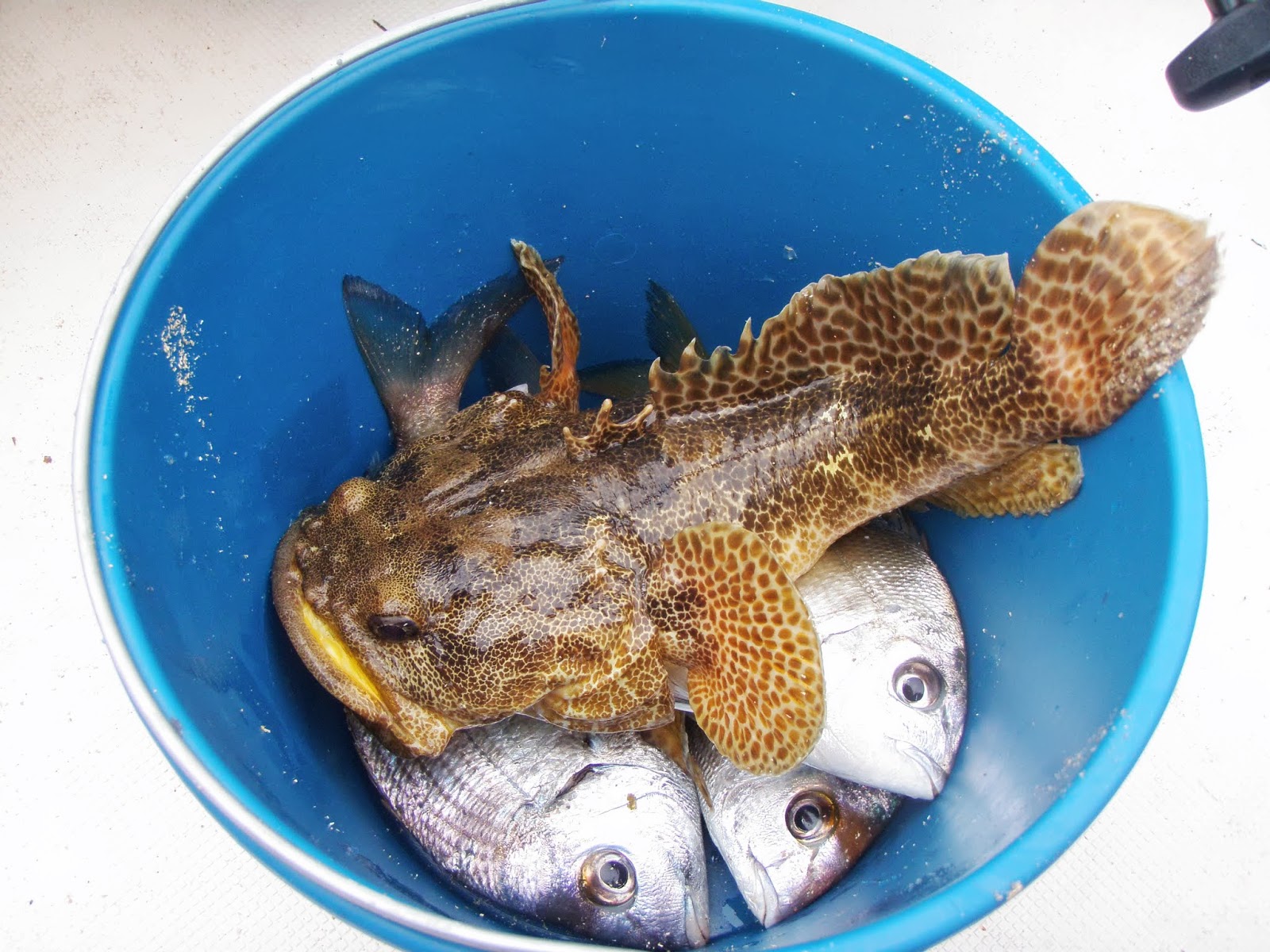 LA VIDA ES NAVEGAR.....: SAPO FRITO...