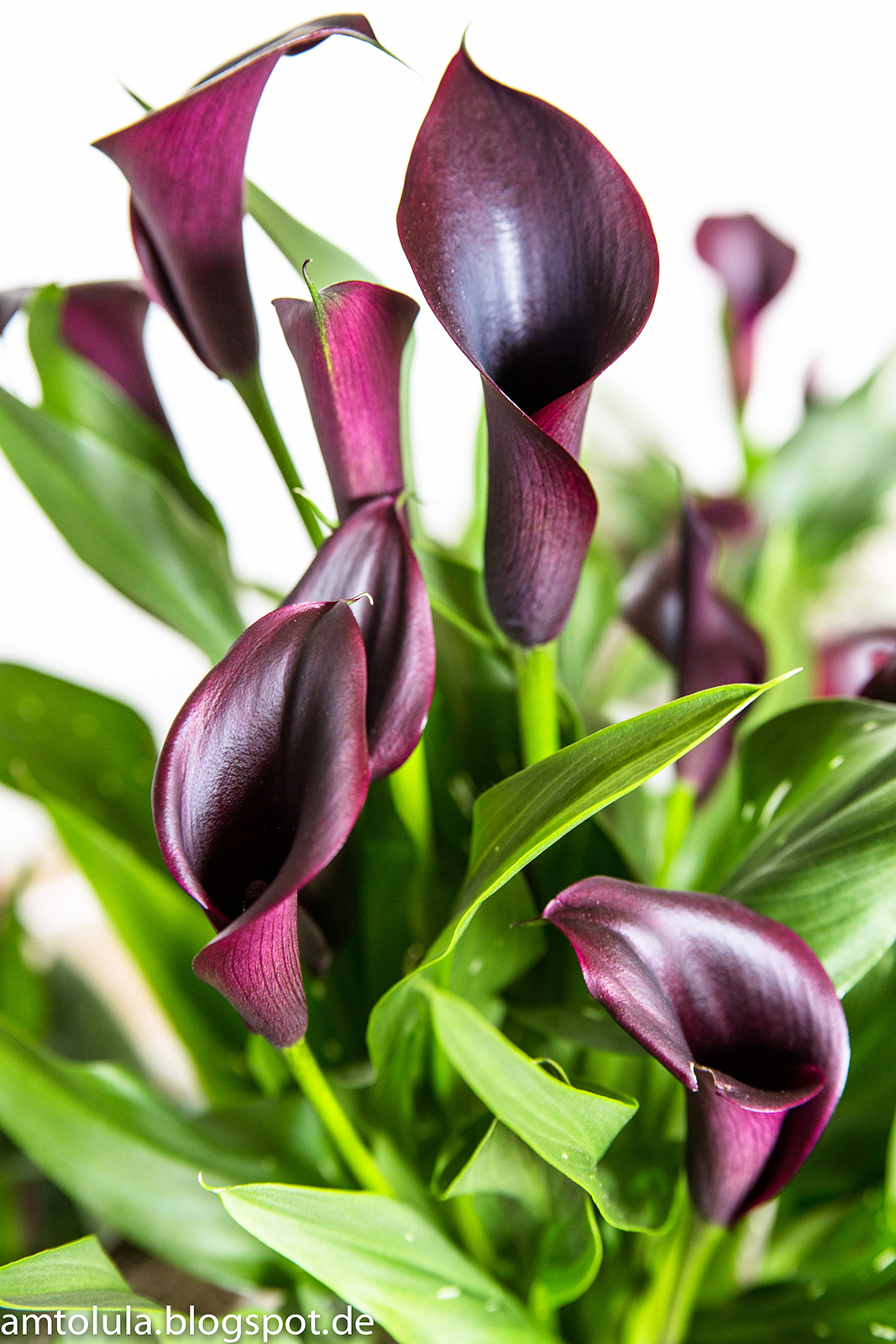 amtolula: In love with "Calla"