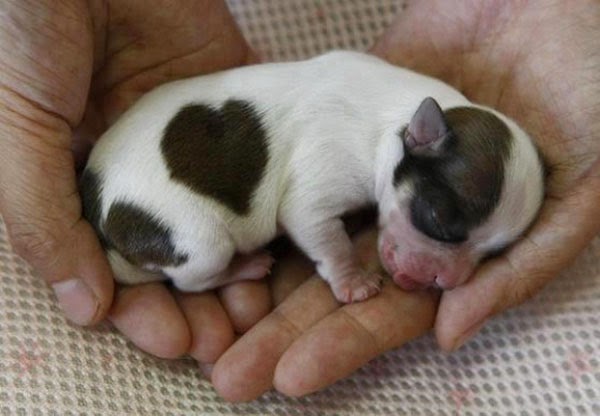 Pets N More: Looking at Baby Animal Photos Make You More Productive