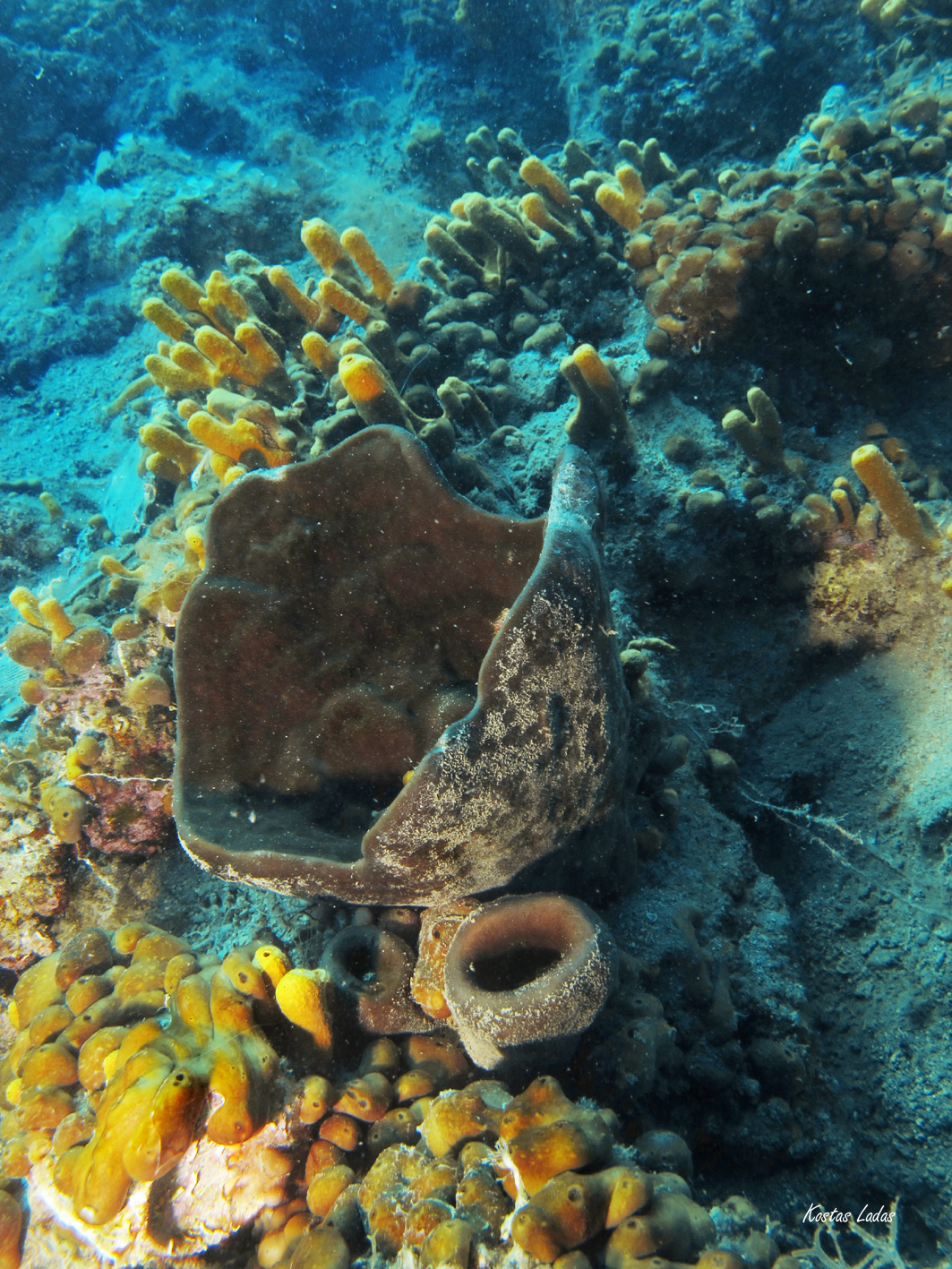 Kostas Ladas photography: Κατάδυση στον Λιμνιώνα Καλάμου