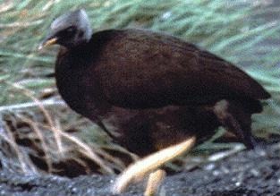 Tongan Tropical Moist Forests: Endangered Species