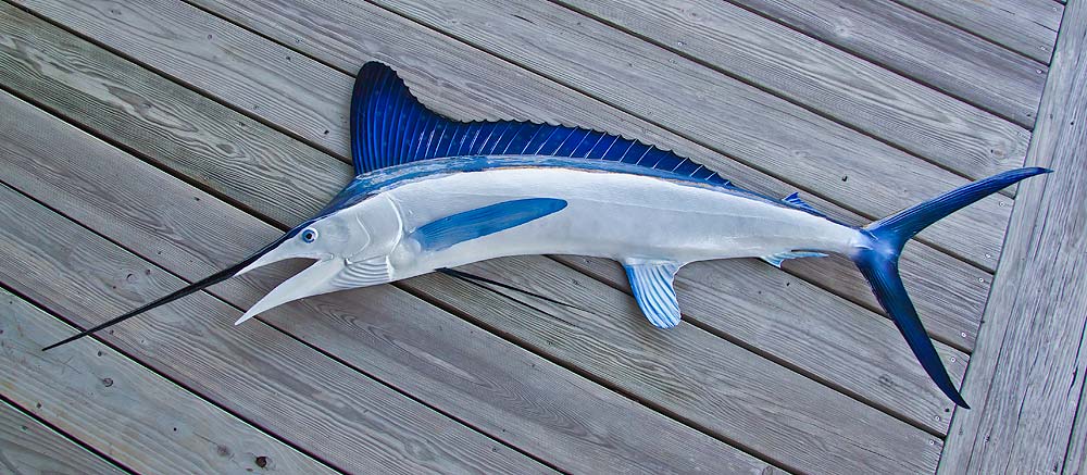 Fishes Images: White Marlin