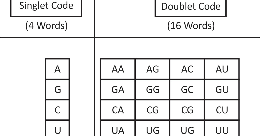 Genetic code - Principle, Features & Discovery | Biology Blog