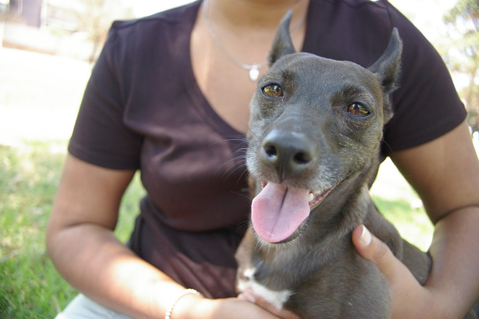 Small Animal Talk: Interview with Techlife journo and rescue-dog parent ...