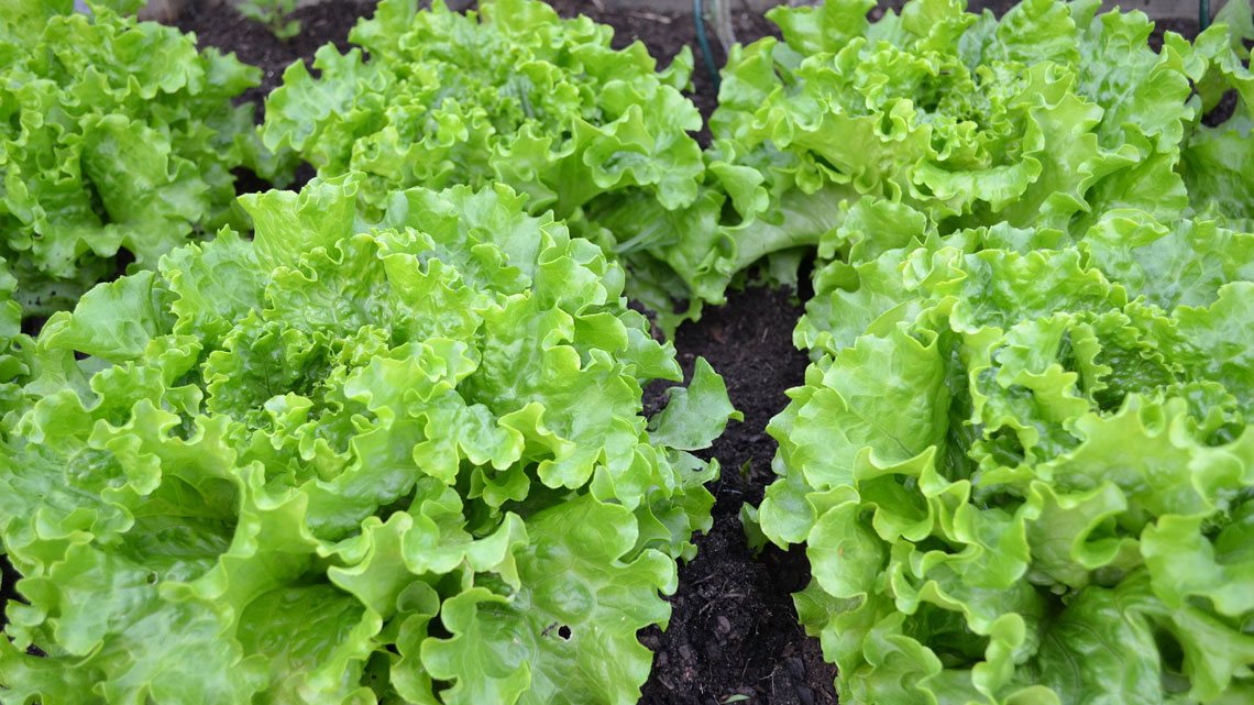 PETANI SELADA AIR | SUPPLIER SELADA AIR | DISTRIBUTOR SELADA AIR