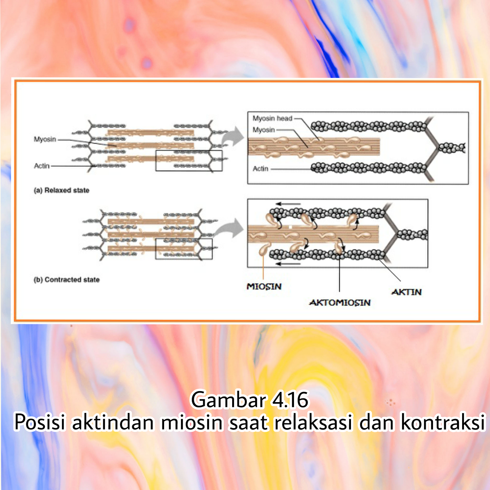 Penjelasan Materi Gambar Bab 1 Sistem Gerak