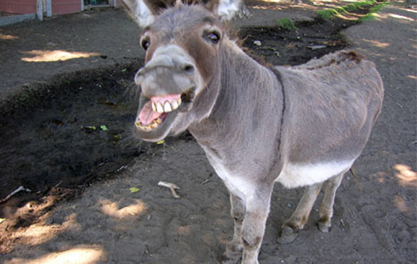 Ra Station Club: "El parto de la burra" by NASA y sus imágenes sepias ...