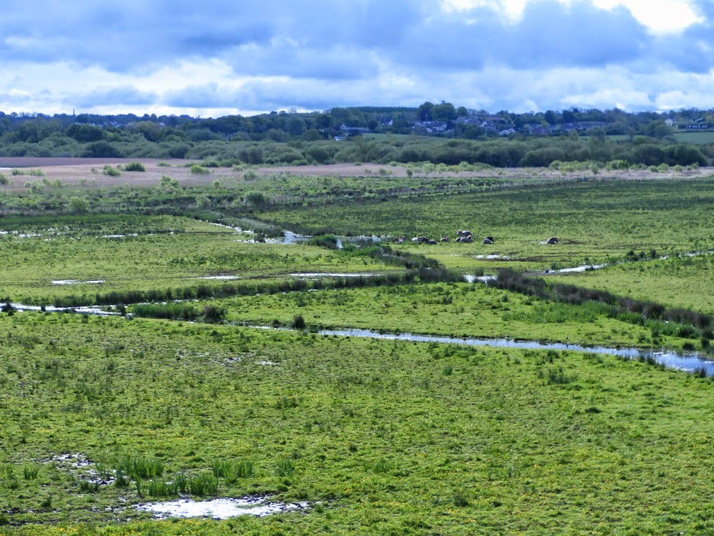 A Field Notebook: RSPB Portmore Lough, Northern Ireland