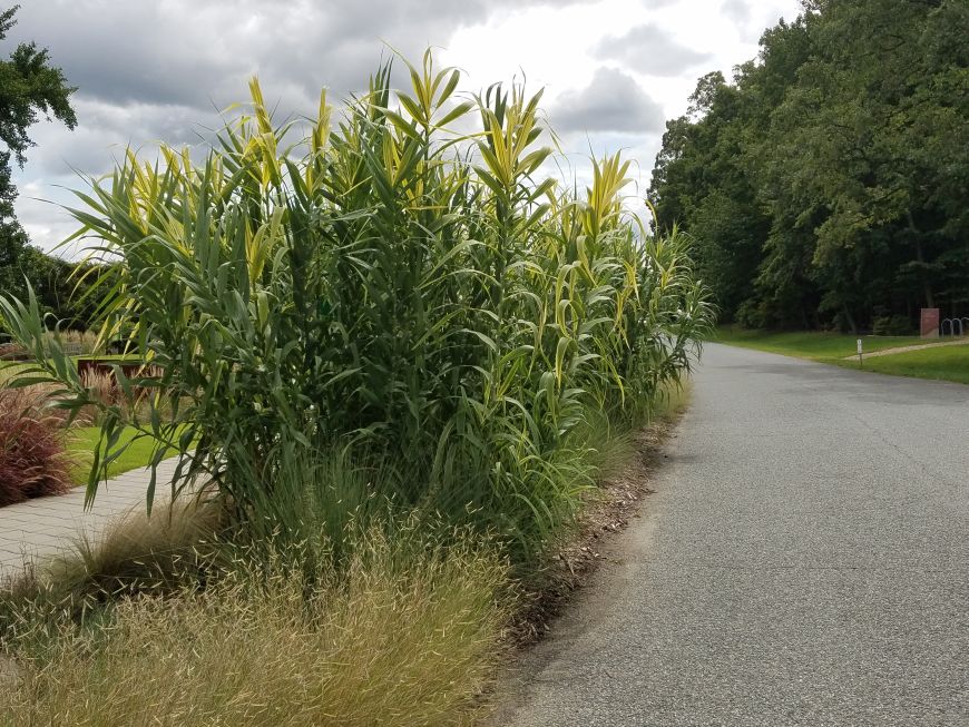 Future Plants by Randy Stewart: Giant Reed