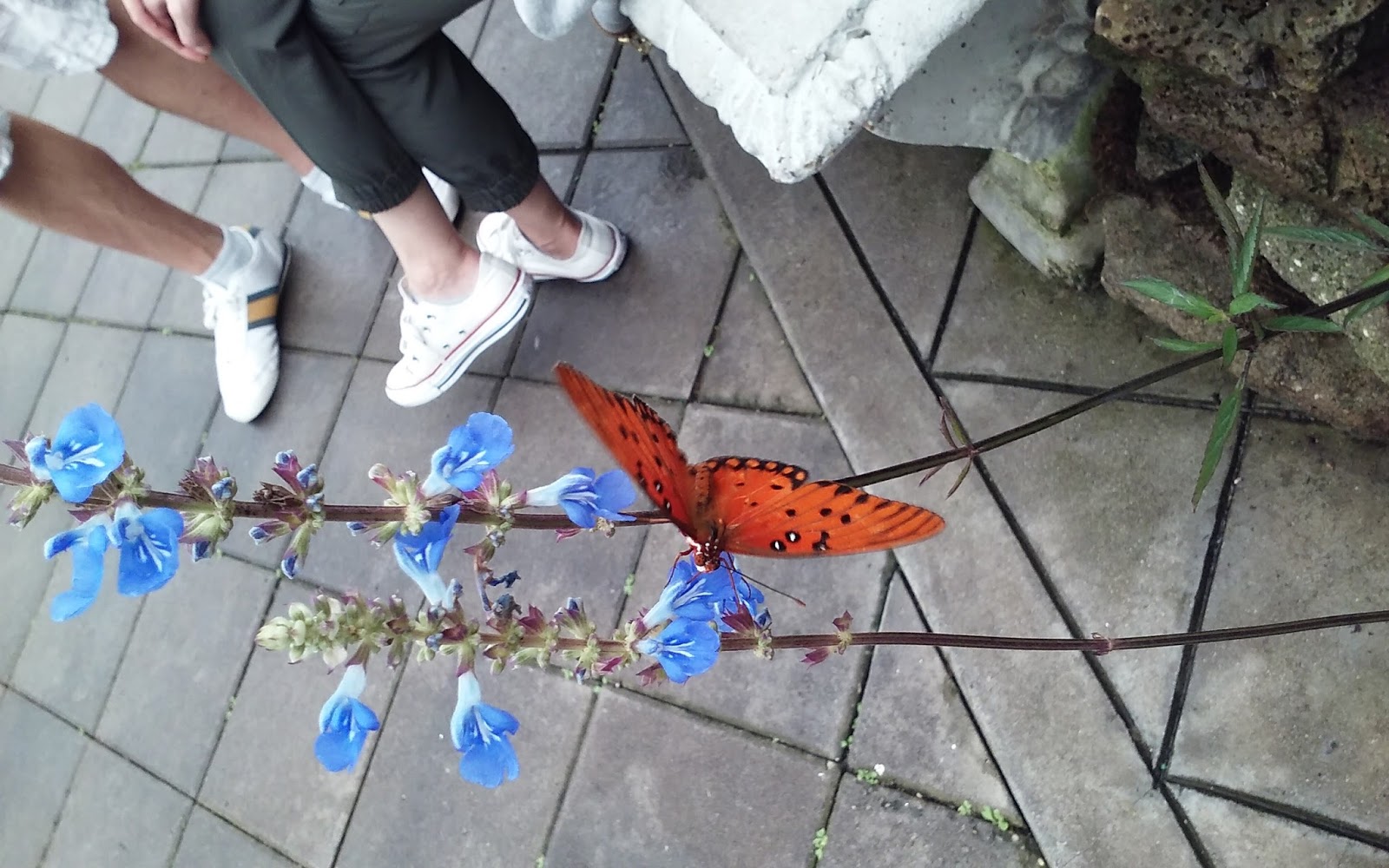 Mystery Foto Feet: Orange Butterfly Feet