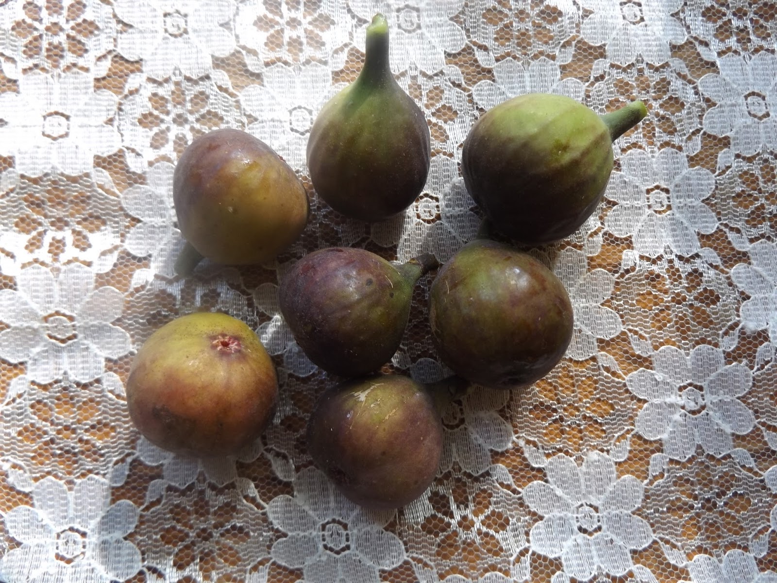 Harvesting Figs in October (Zone 6) | Gardening Forums