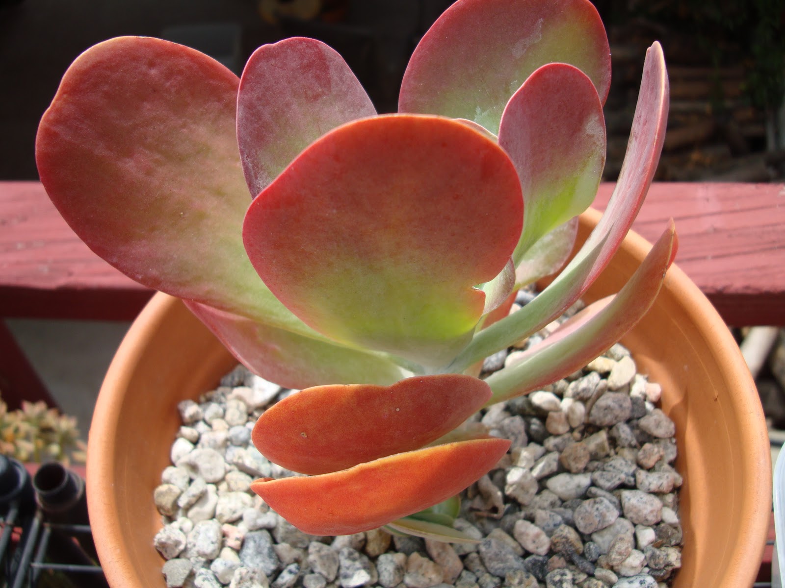 5 UNUSUAL HOUSEPLANTS ~ The Fancy Flora