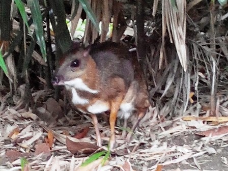 lamanpahang: Sang Kancil di Zoo Teruntum Kuantan, Pahang, Malaysia.