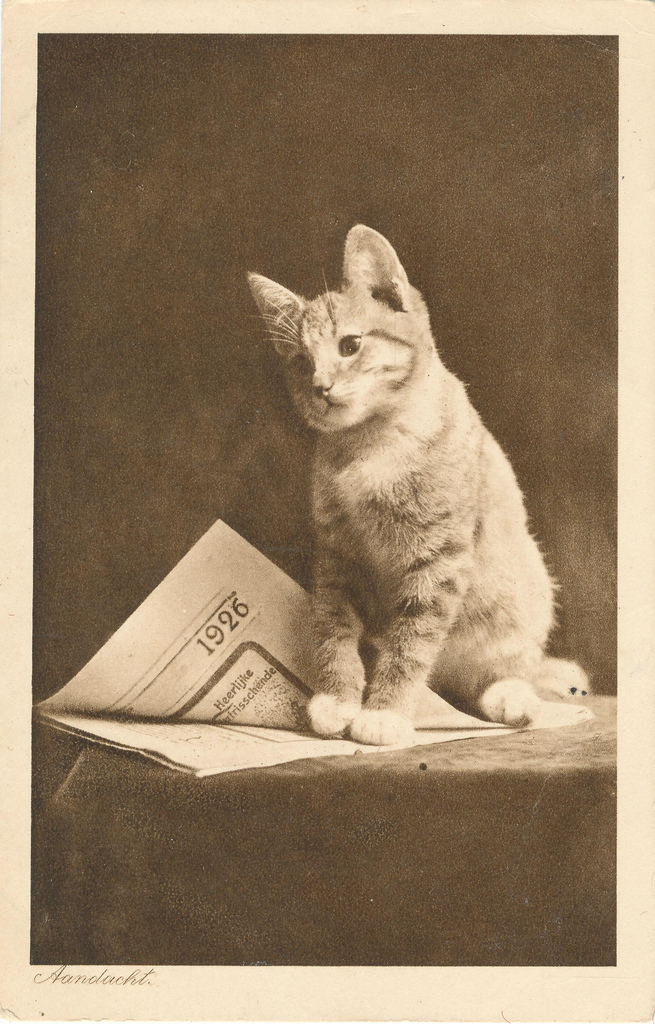 30 Lovely Vintage Snapshots of Cats from the 1920s ~ vintage everyday