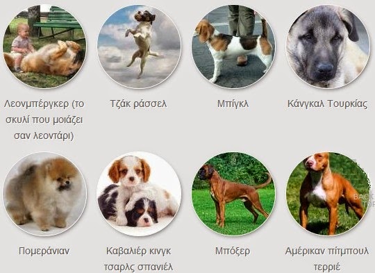 Σκυλιά....: Ράτσες Σκυλιών
