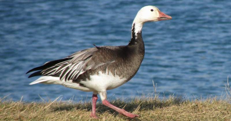 a voice from the rustbelt: grinning blue goose