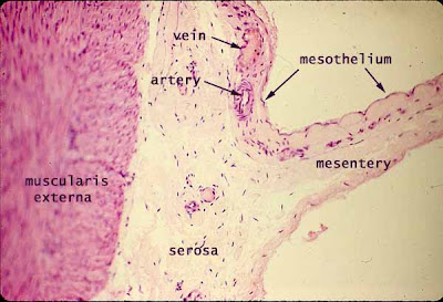 Mesothelium and Mesothelioma