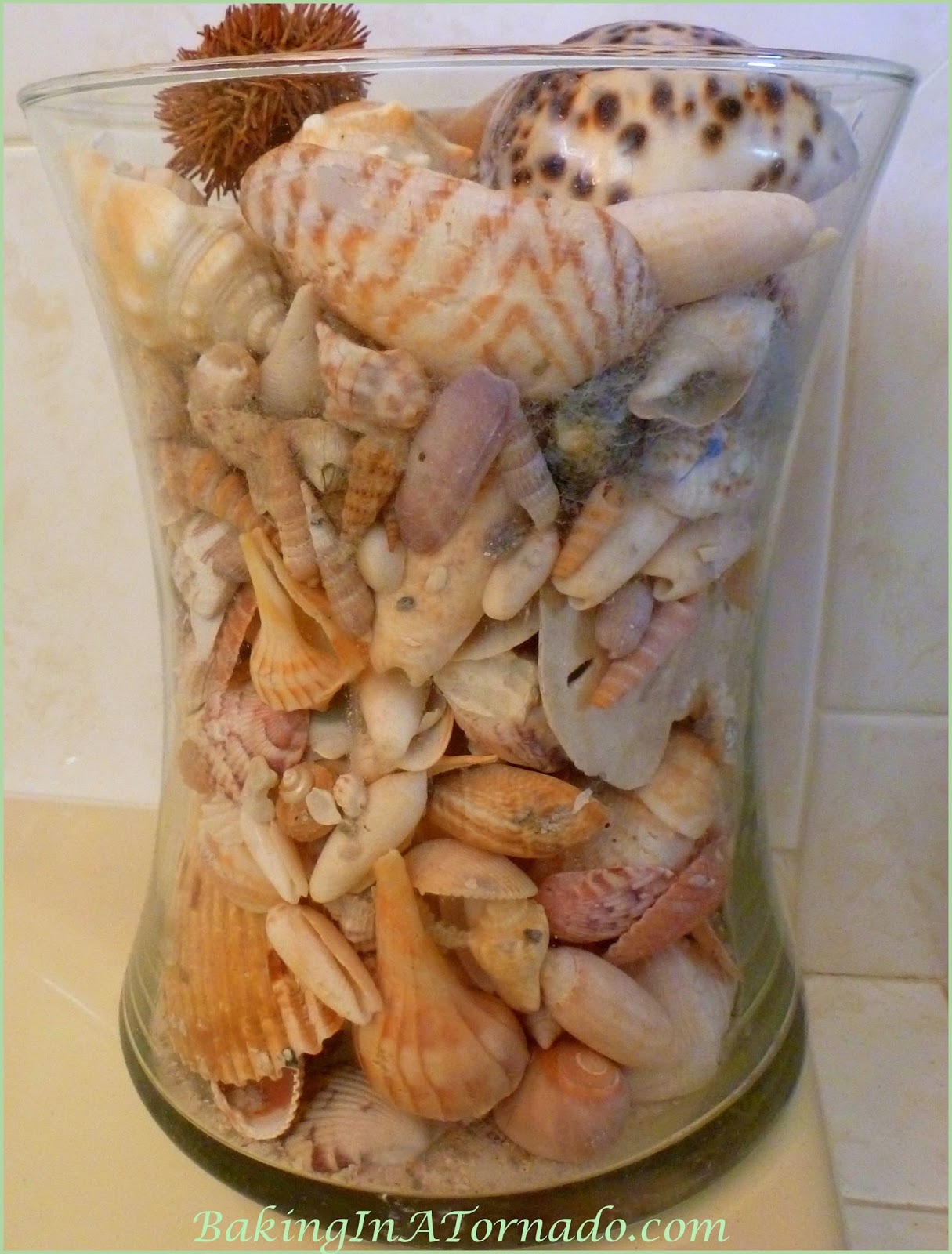 Baking in a Tornado: Storms Bring in the Prettiest Shells