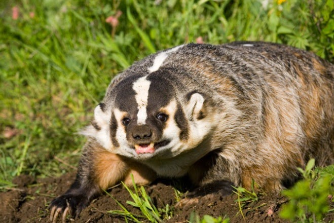 Badger | Fun Animals Wiki, Videos, Pictures, Stories