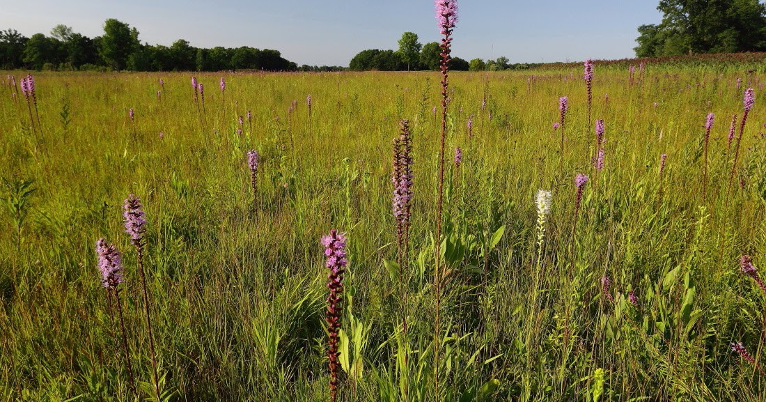 Nature Nuggets: National Prairie Day