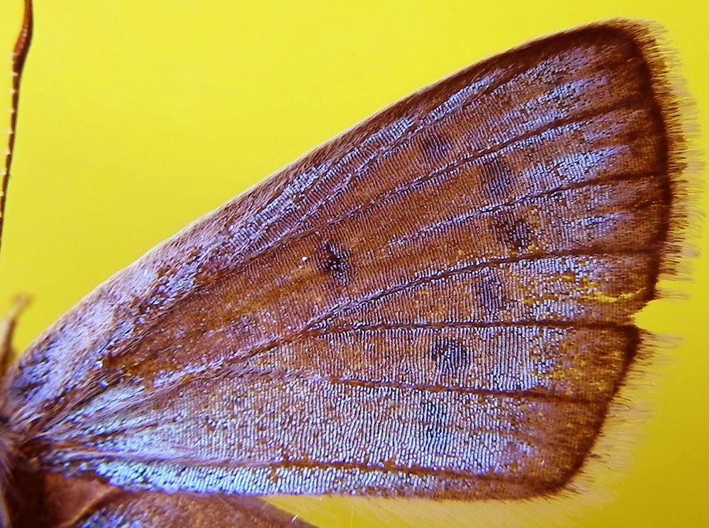MARIPOSAS (BUTTERFLIES): Subfamilia POLYOMMATINAE Tribu POLYOMMATINI ...