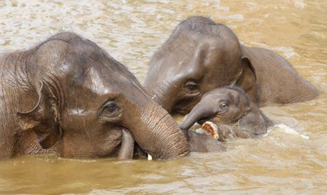 25 Cute animals taking baths (25 pics) | Amazing Creatures