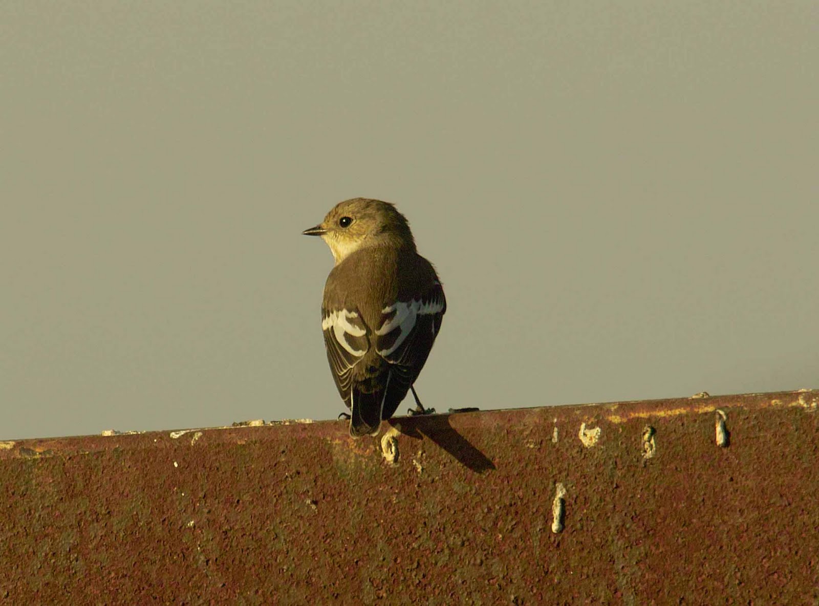Derek Bird Brain: Still little visible migration