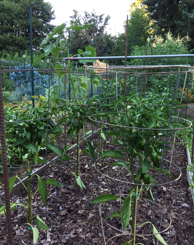 Judy Wise: This Summer's Garden