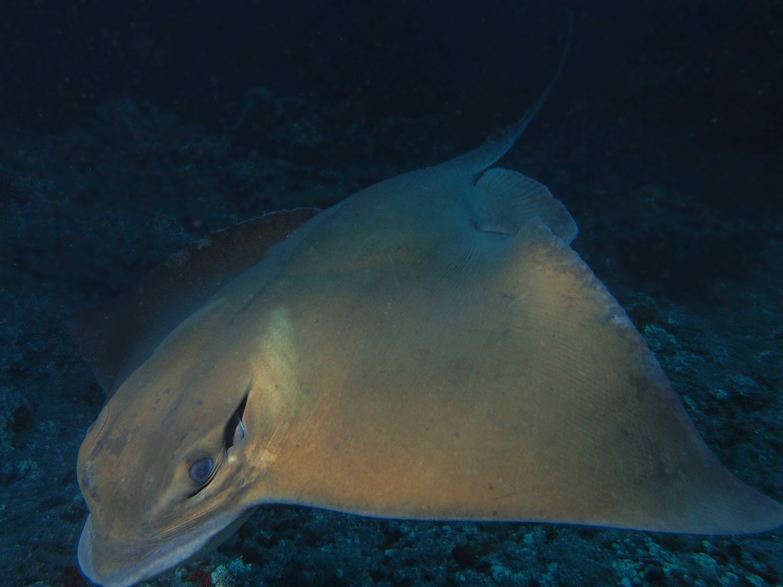 Check the Sea. Web de buceo y fotografía submarina de las Islas ...