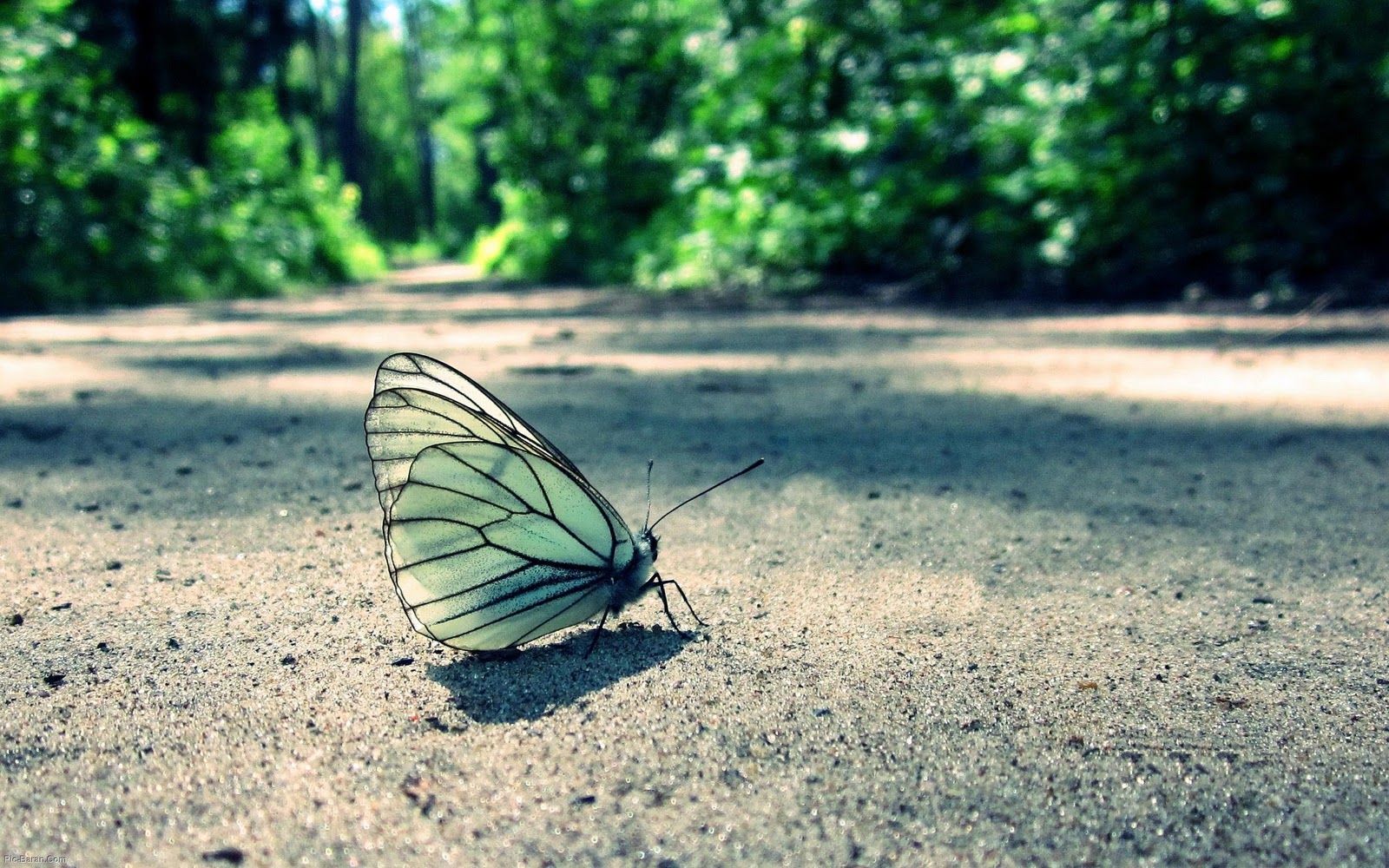 Portadas de mariposas - Imagui